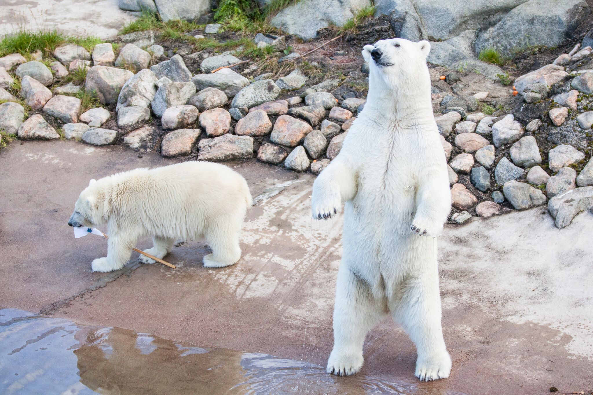 Summer trip to Ranua Wildlife Park - Taxari Travel Agency Lapland