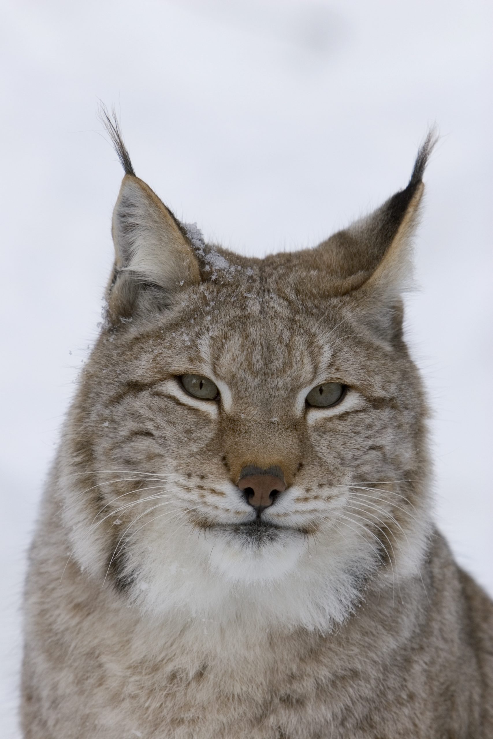 Wildlife Park Ranua Zoo Day trip - Taxari Travel Agency Lapland