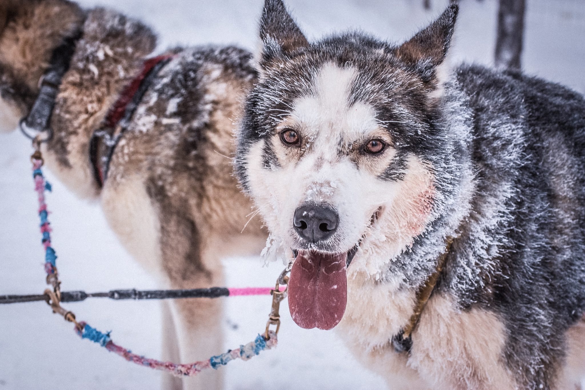 Siberian husky happy trail tour - Taxari Travel Agency Lapland